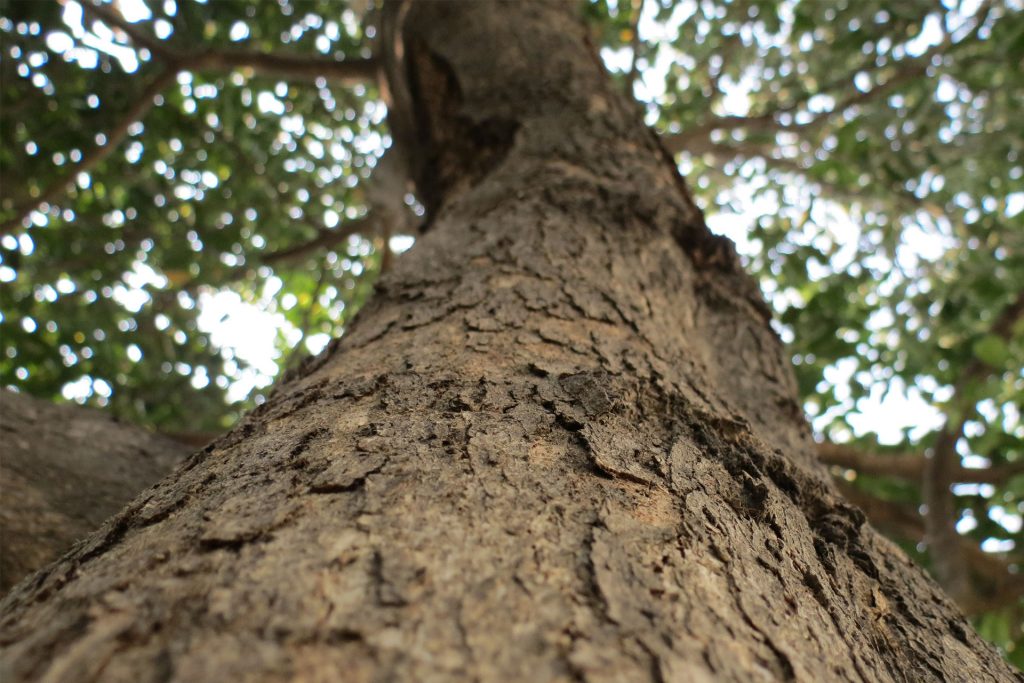 Understanding Wood and its Structure